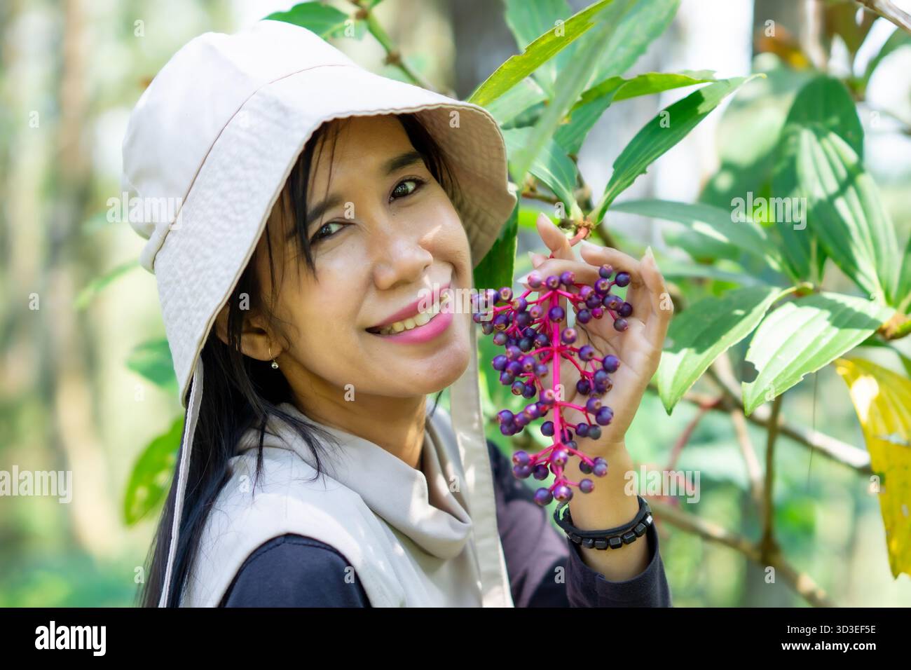 Asian female farmers are in the Parijoto fruit garden (Medinilla ...