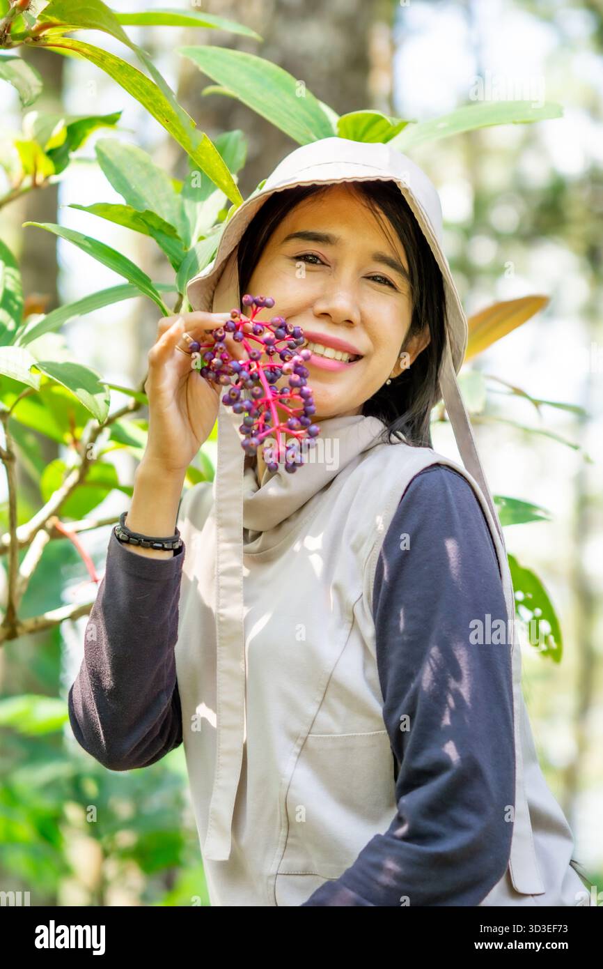 Asian female farmers are in the Parijoto fruit garden (Medinilla ...