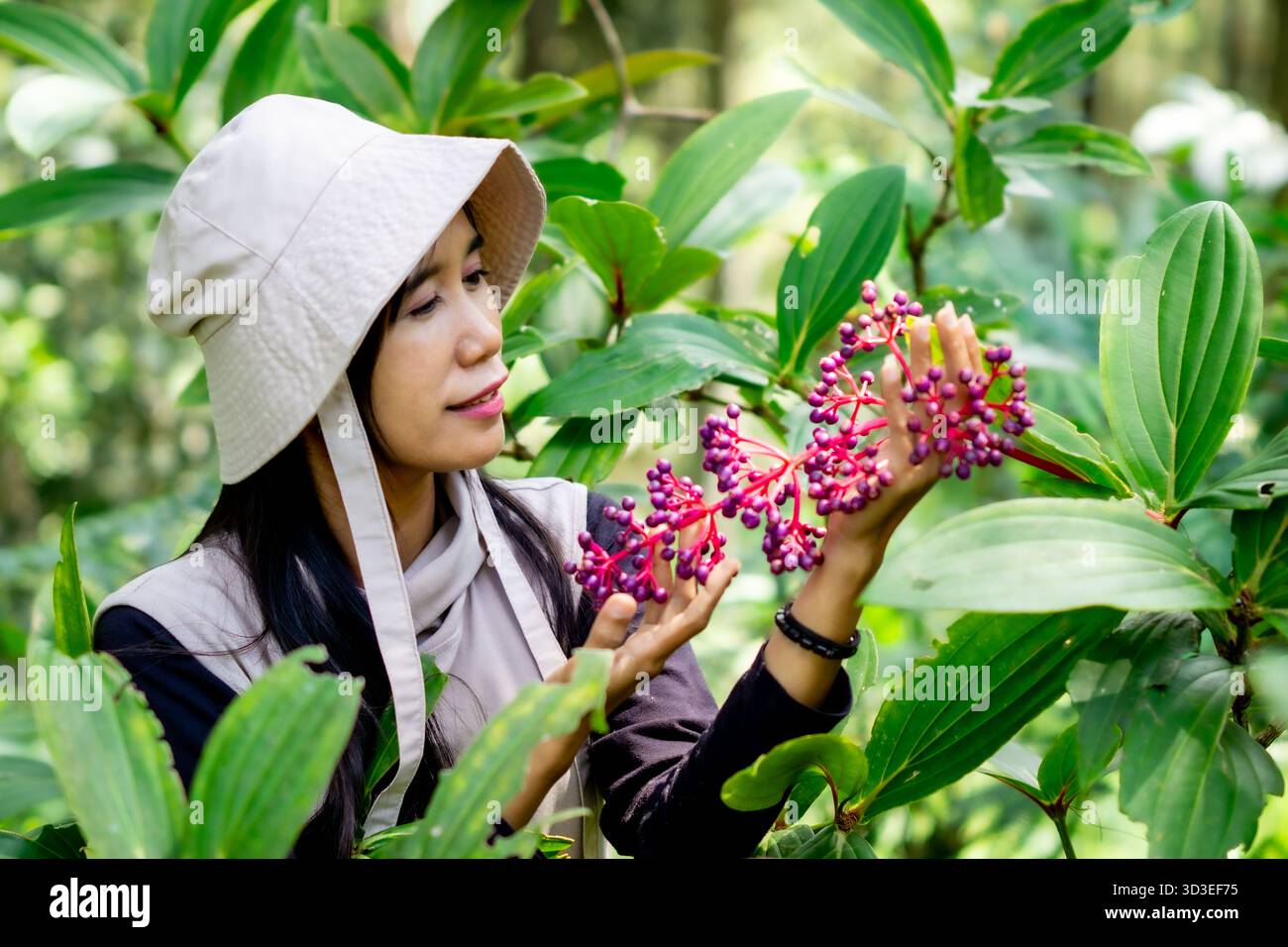 Asian female farmers are in the Parijoto fruit garden (Medinilla ...