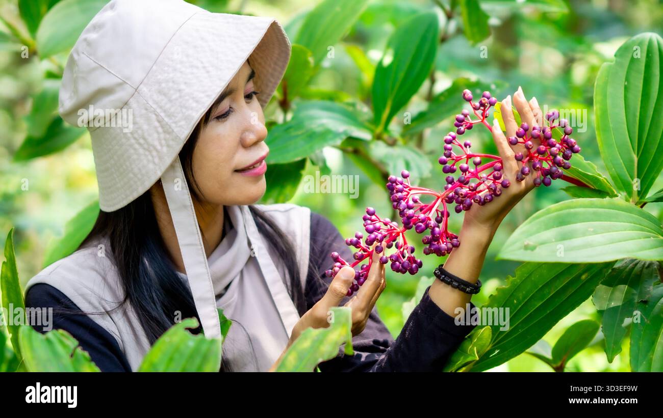 Asian female farmers are in the Parijoto fruit garden (Medinilla ...