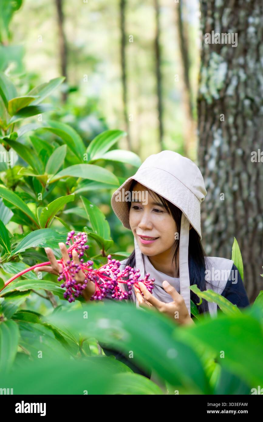Asian female farmers are in the Parijoto fruit garden (Medinilla ...