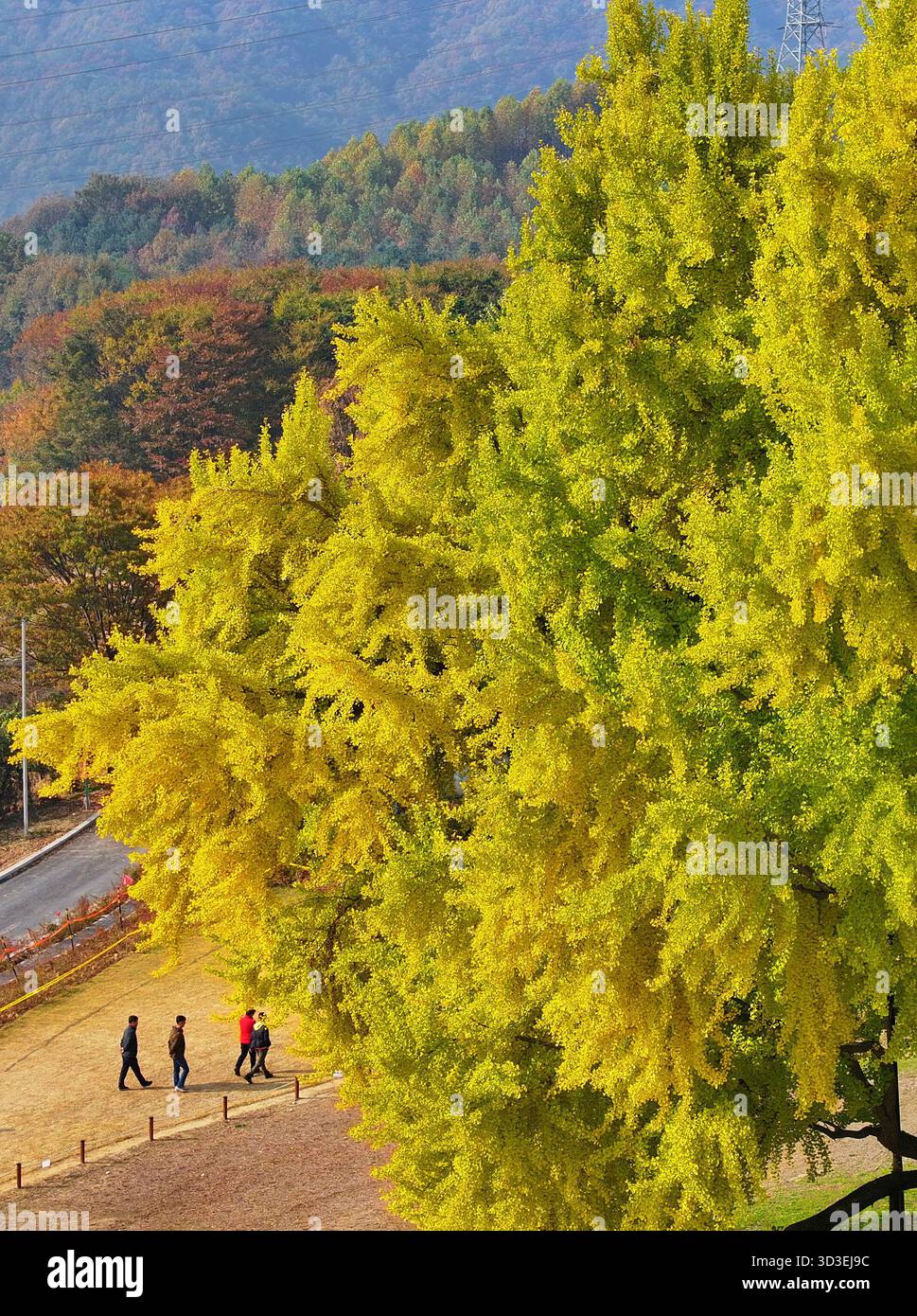 Autumn leaves Visitors gather around a ginkgo tree with yellow leaves ...