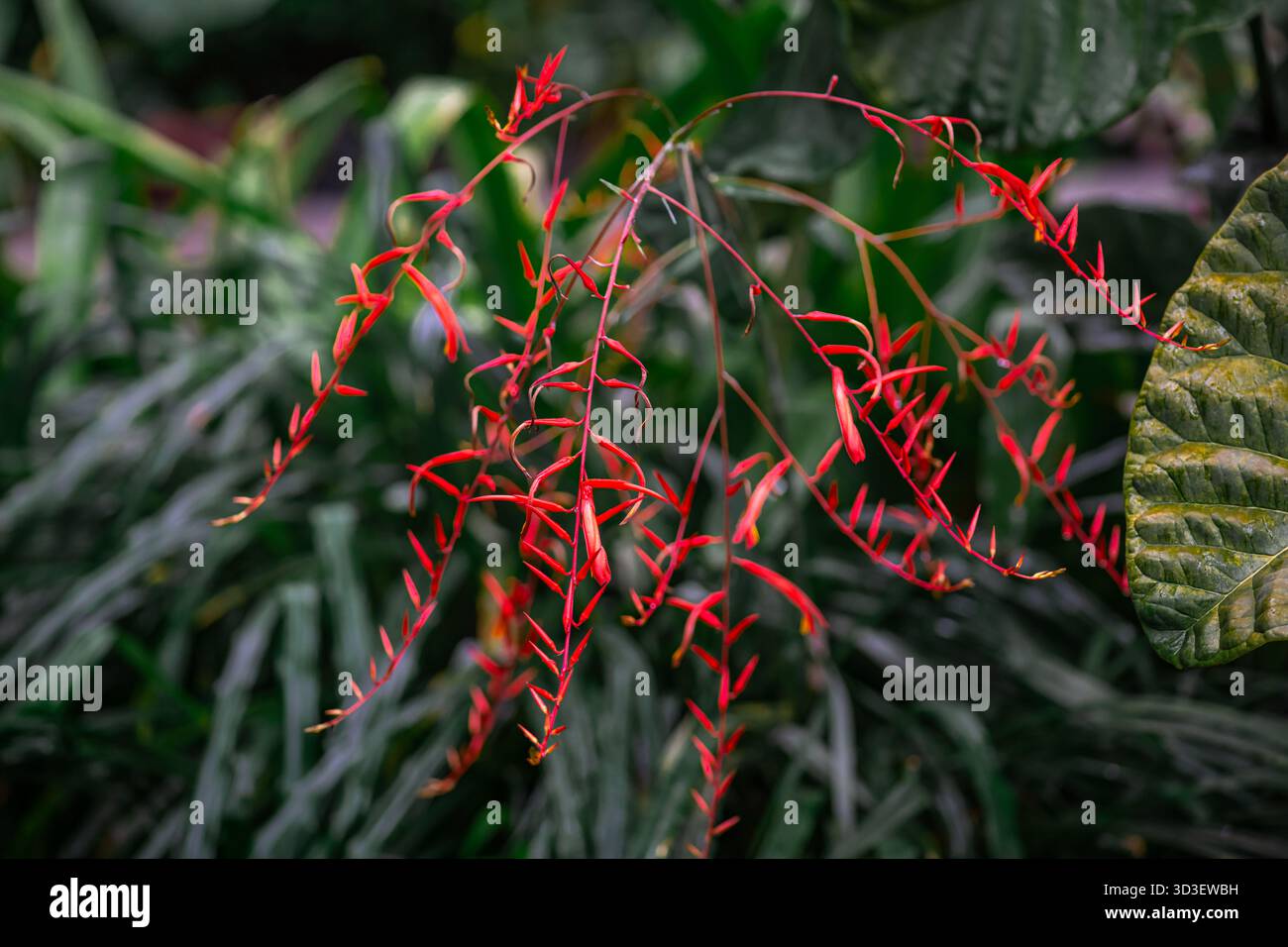 Pitcairnia Angustifolia in close up in Singapore botanical garden Stock ...