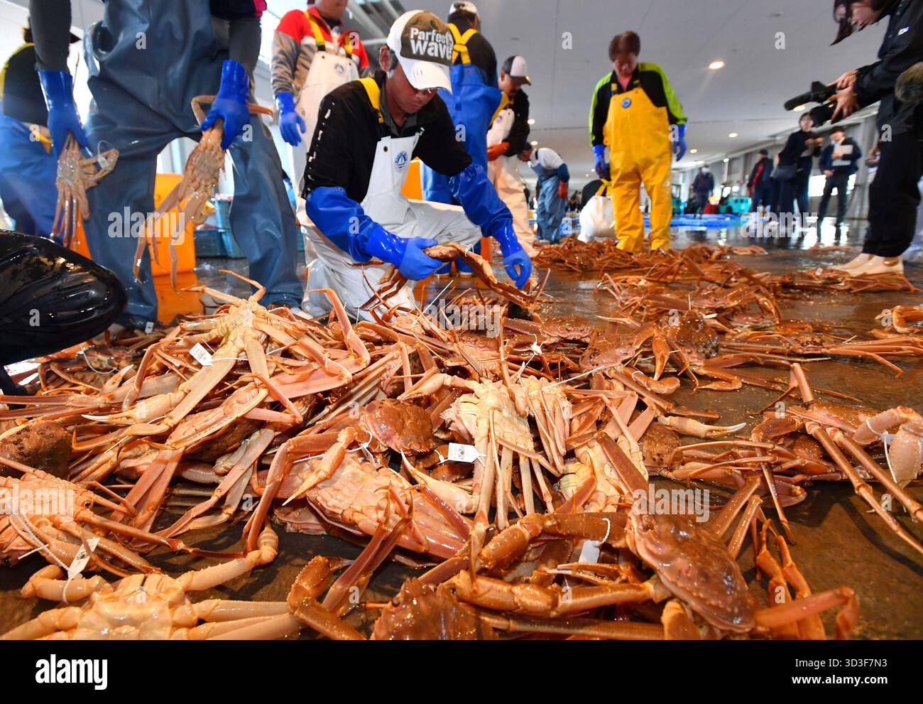 Fisheries workers sort first snow crabs landed at Shinminato Fishing ...