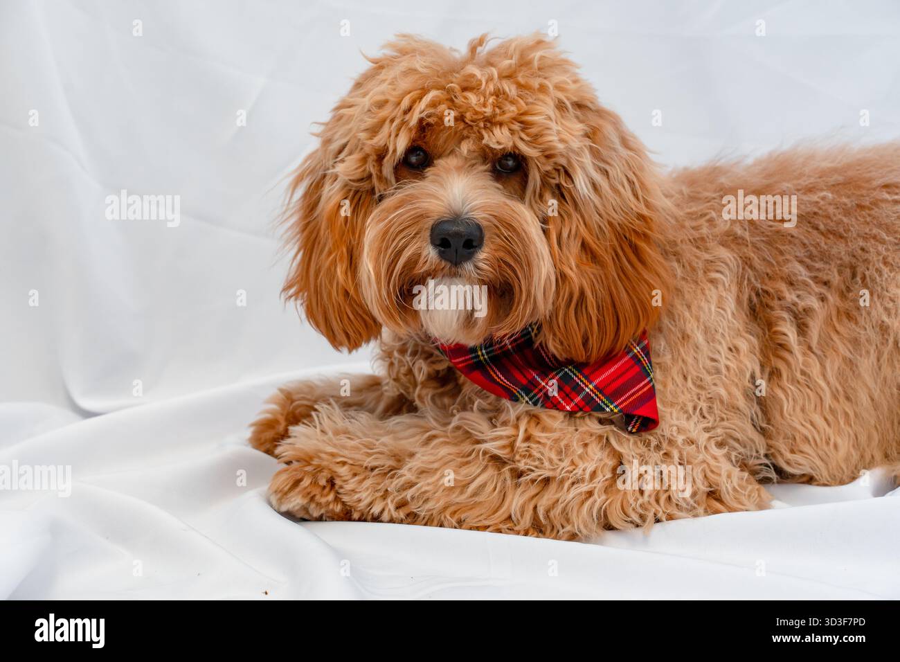 A close portrait of a charming curly brown dog of breed Labradoodle or ...