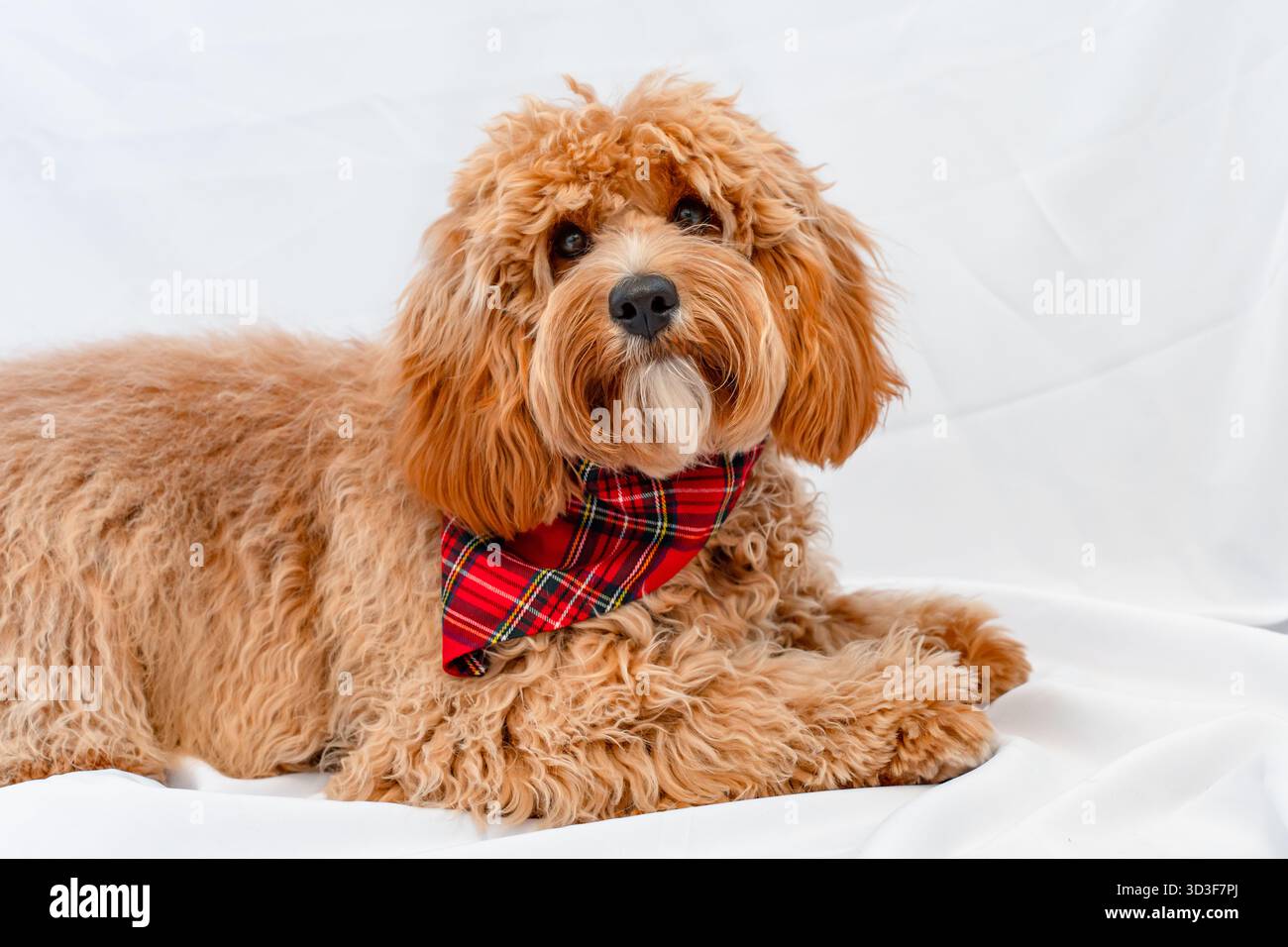 A close portrait of a charming curly brown dog of breed Labradoodle or ...