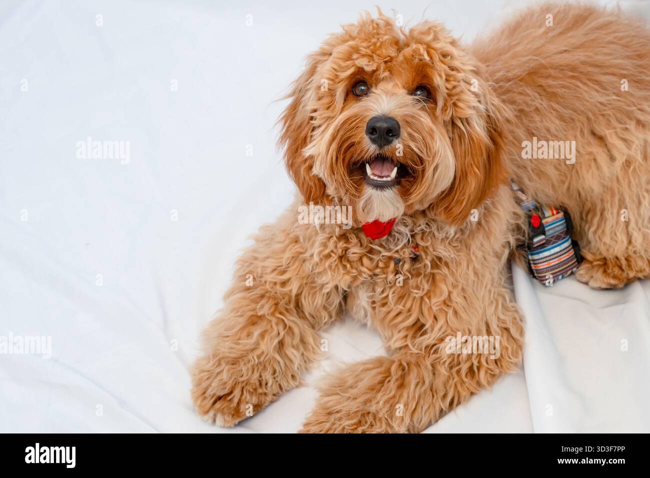 A close portrait of a charming curly brown dog of breed Labradoodle or ...