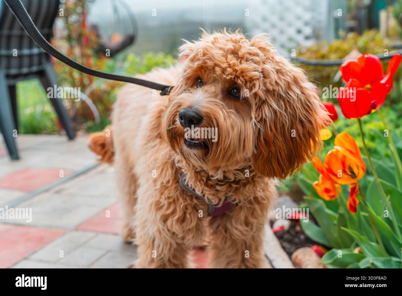 A curly-haired brown Labradoodle or Cavapoo dog at the outdoor dog ...