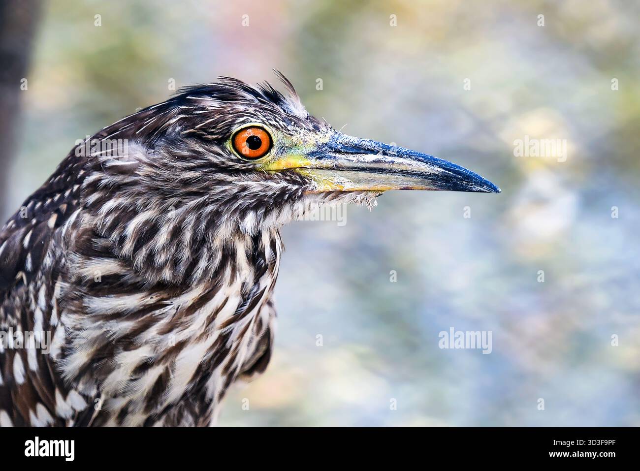 Featuring detailed feather patterns hi-res stock photography and images ...