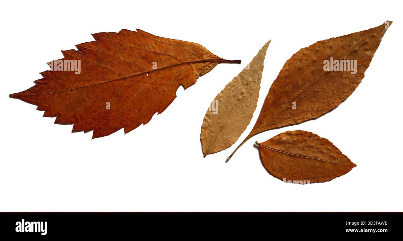 Various elongated shapes hi-res stock photography and images - Alamy
