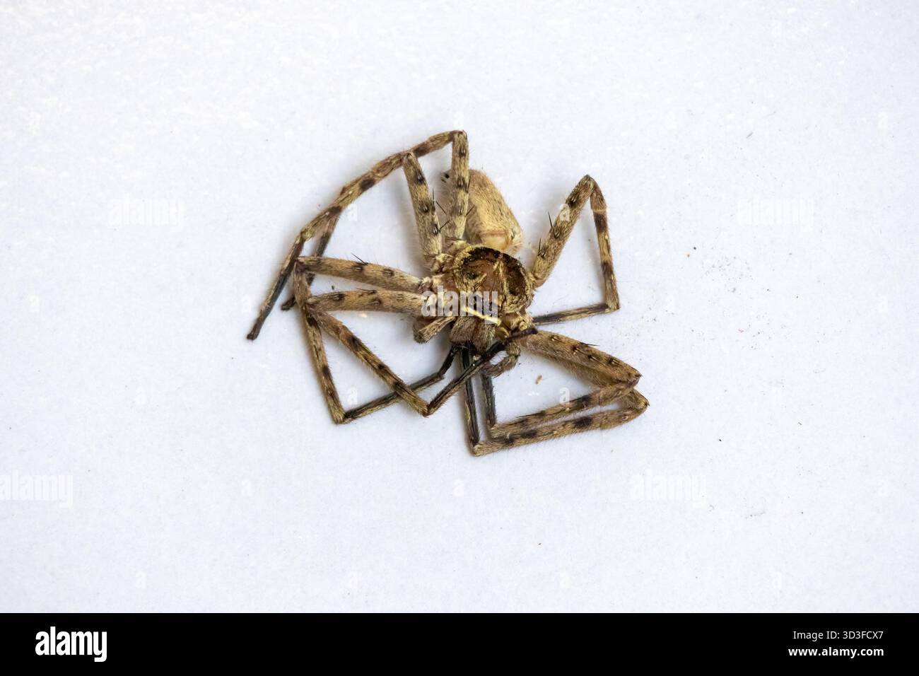 A dead Huntsman Spider (Sparassidae family), also known as the Giant ...