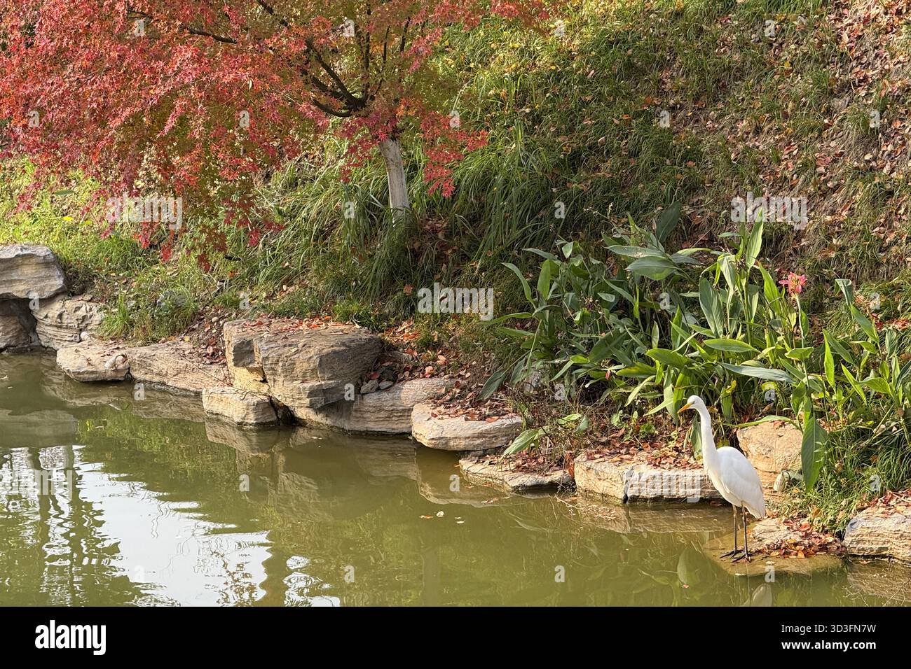 Autumn scenery at Xingqinggong Park in Xi'an City, northwest China's ...