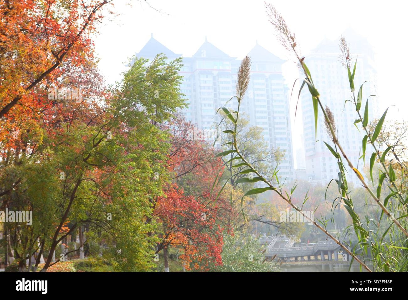 Autumn scenery at Xingqinggong Park in Xi'an City, northwest China's ...