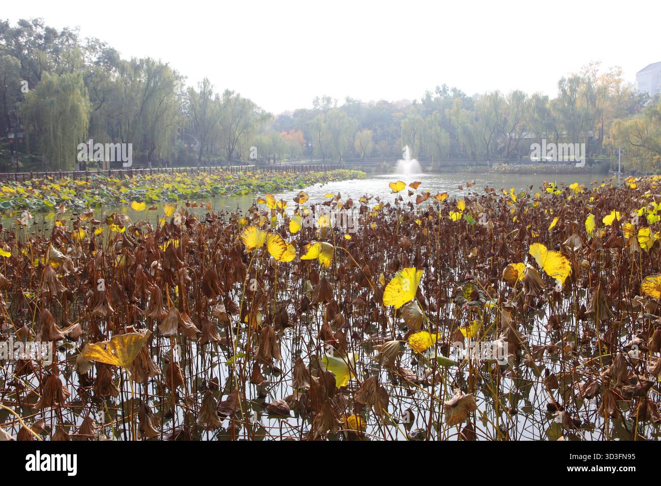 Autumn scenery at Xingqinggong Park in Xi'an City, northwest China's ...
