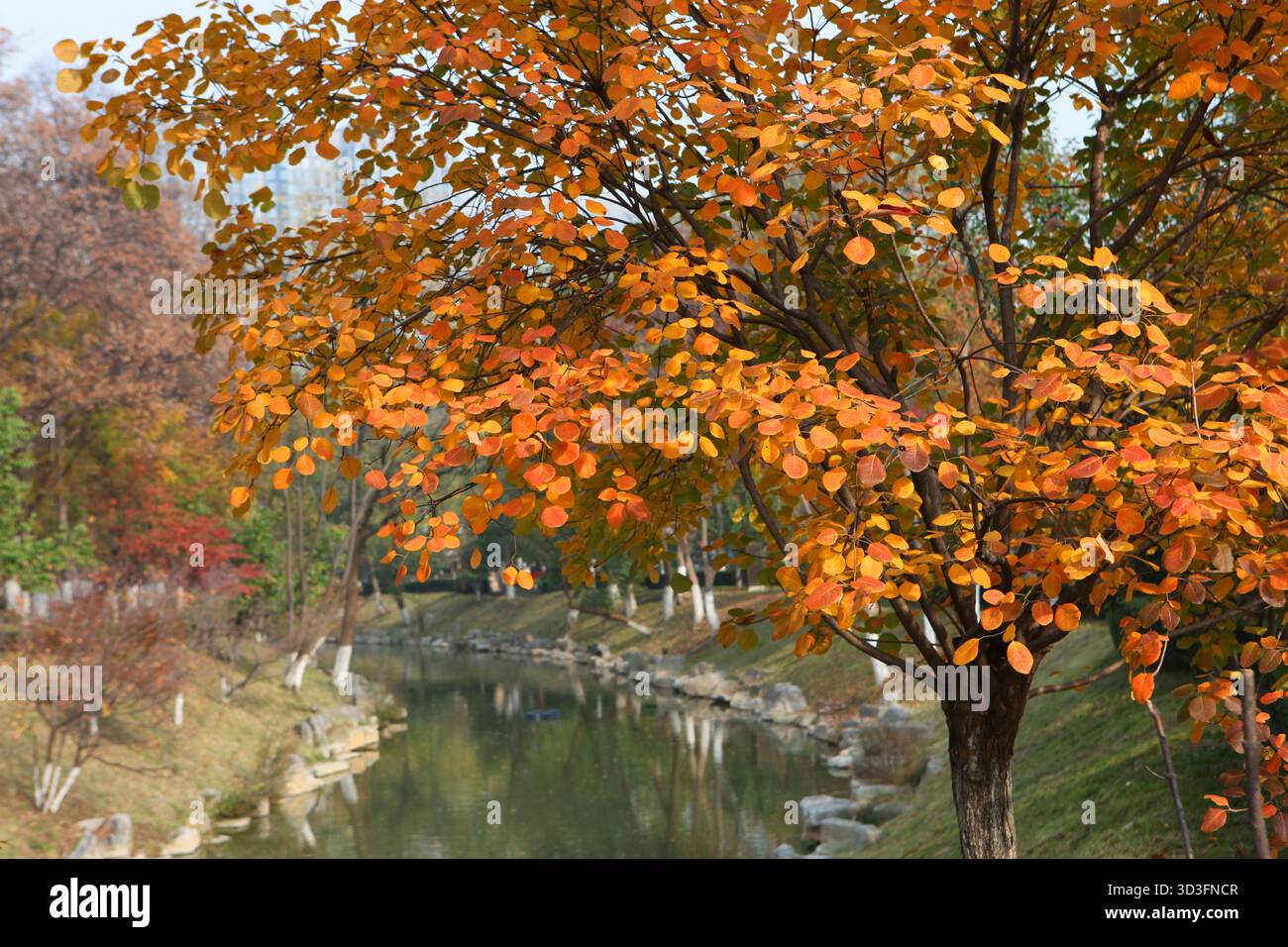 Autumn scenery at Xingqinggong Park in Xi'an City, northwest China's ...