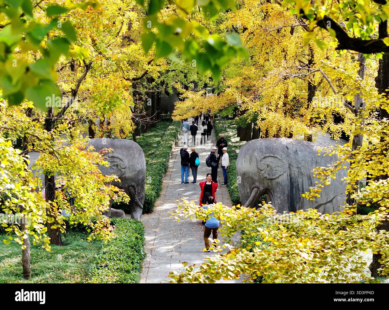 Tourists admire autumn scenery on Shixiang Road in Nanjing City, east ...