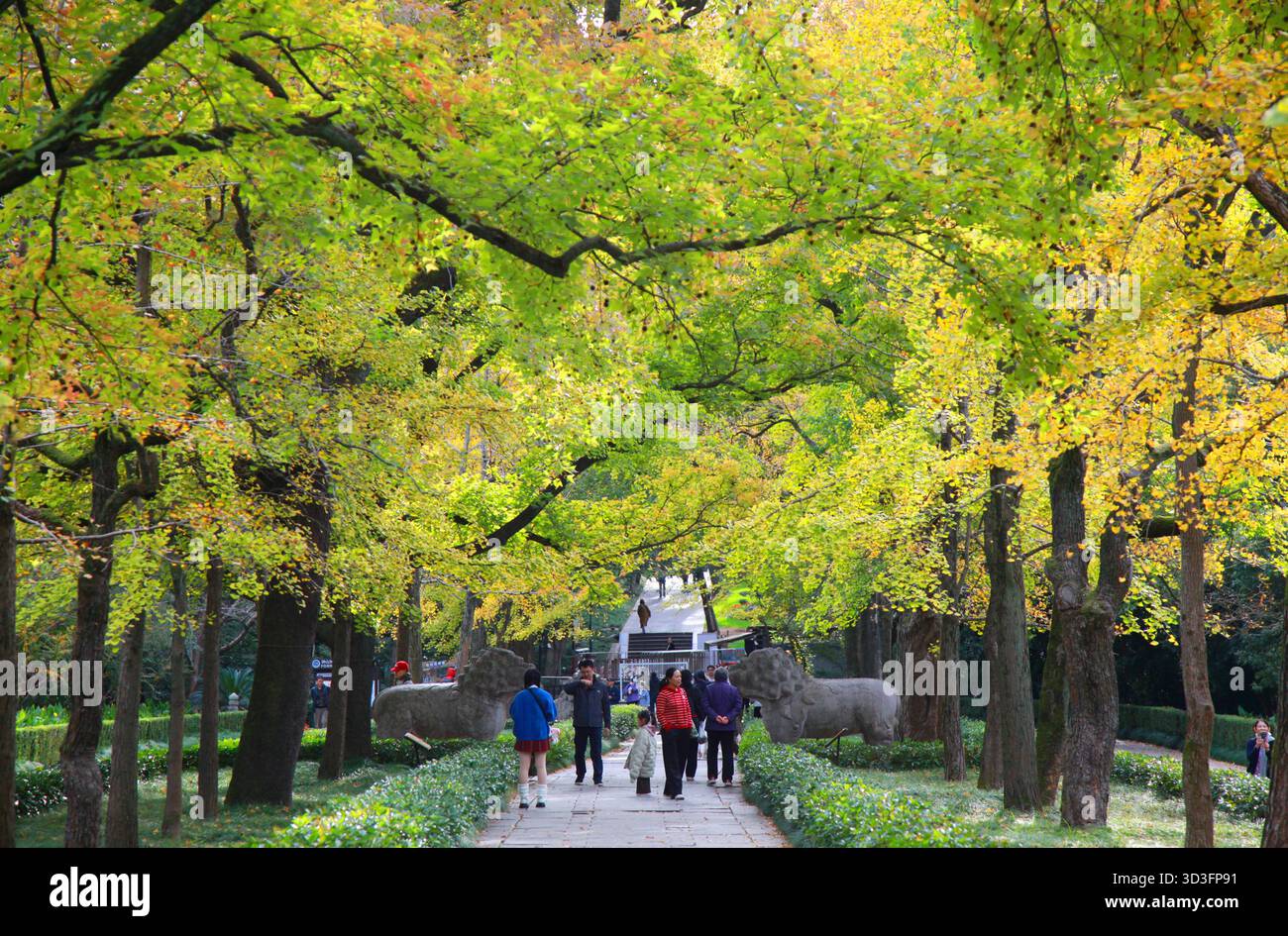Tourists admire autumn scenery on Shixiang Road in Nanjing City, east ...