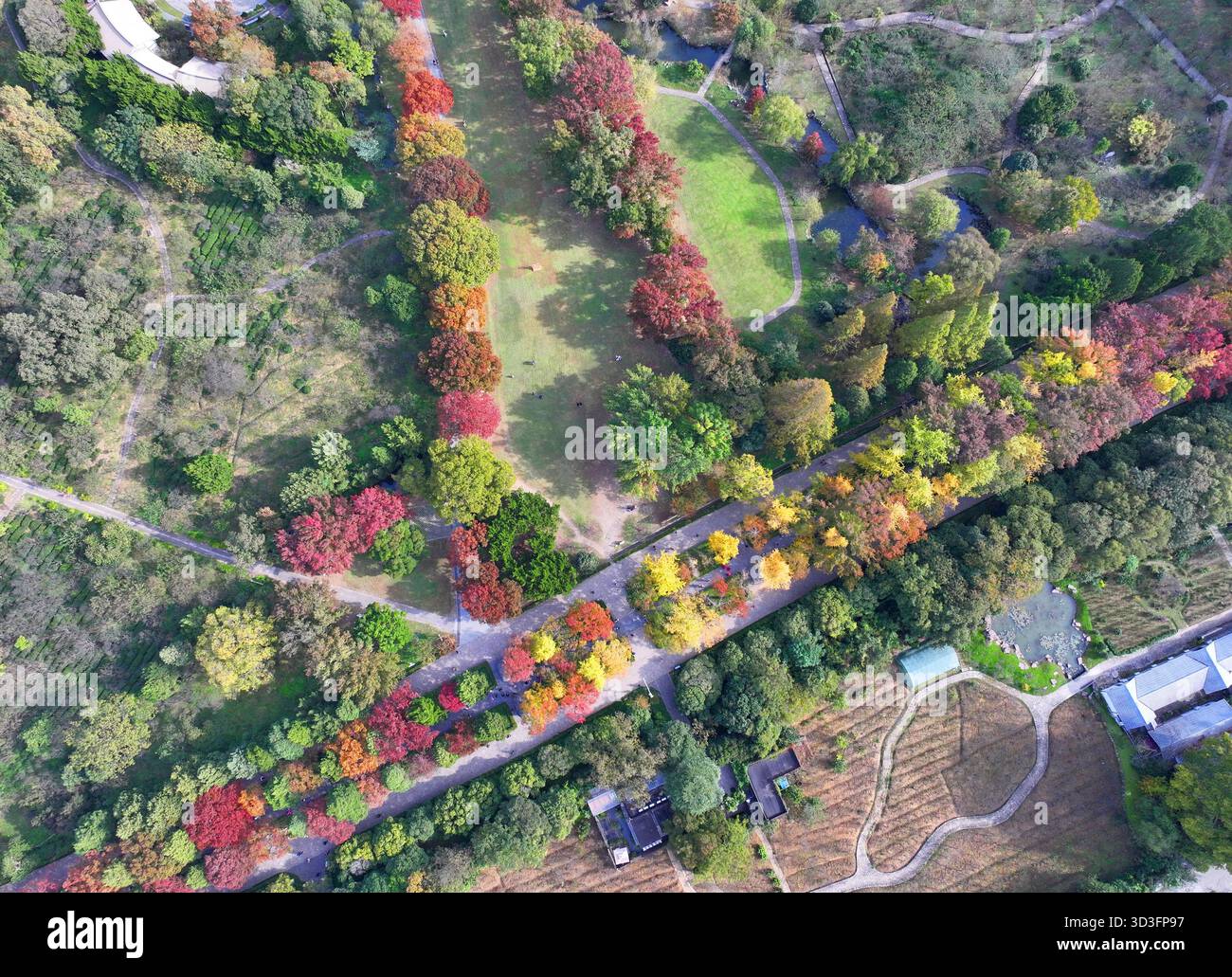 Tourists admire autumn scenery on Shixiang Road in Nanjing City, east ...