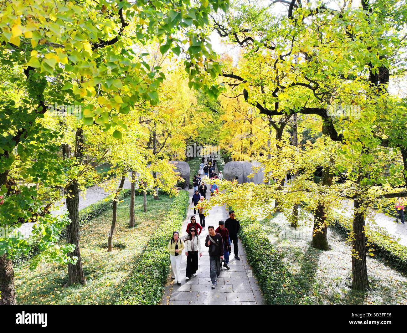 Tourists admire autumn scenery on Shixiang Road in Nanjing City, east ...