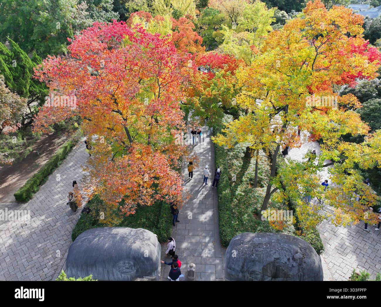 Tourists admire autumn scenery on Shixiang Road in Nanjing City, east ...