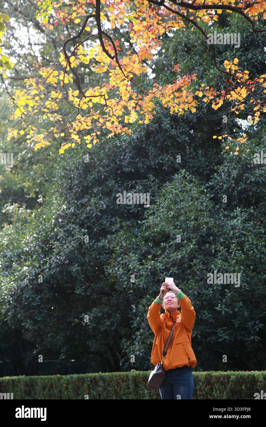 Tourists admire autumn scenery on Shixiang Road in Nanjing City, east ...
