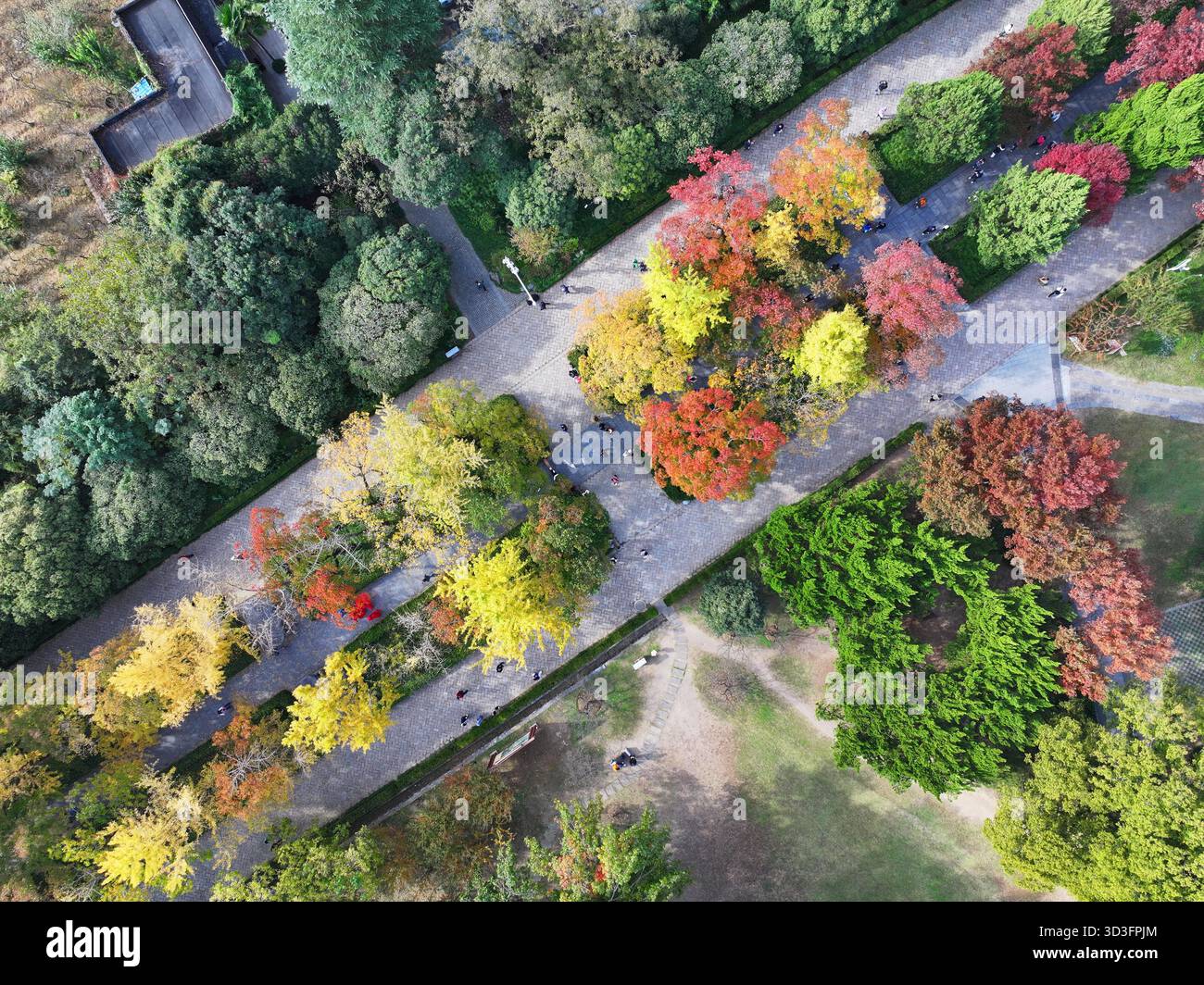 Tourists admire autumn scenery on Shixiang Road in Nanjing City, east ...