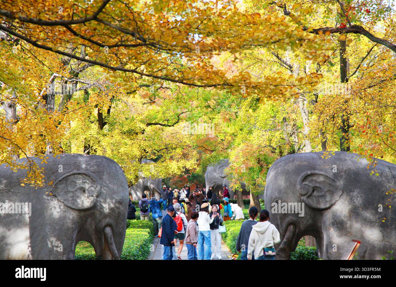 Tourists admire autumn scenery on Shixiang Road in Nanjing City, east ...