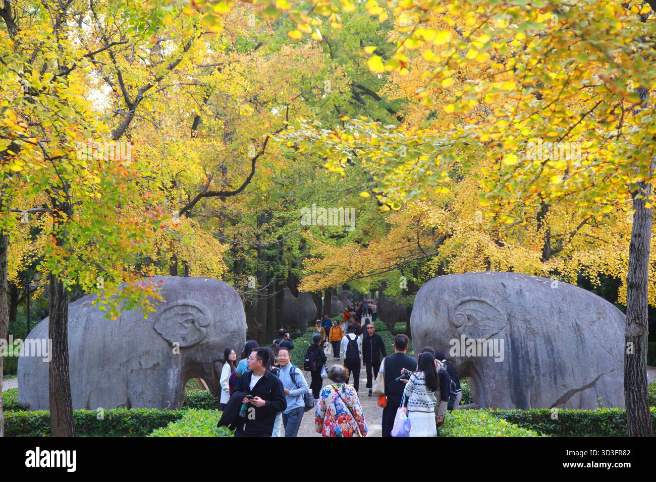 Tourists admire autumn scenery on Shixiang Road in Nanjing City, east ...