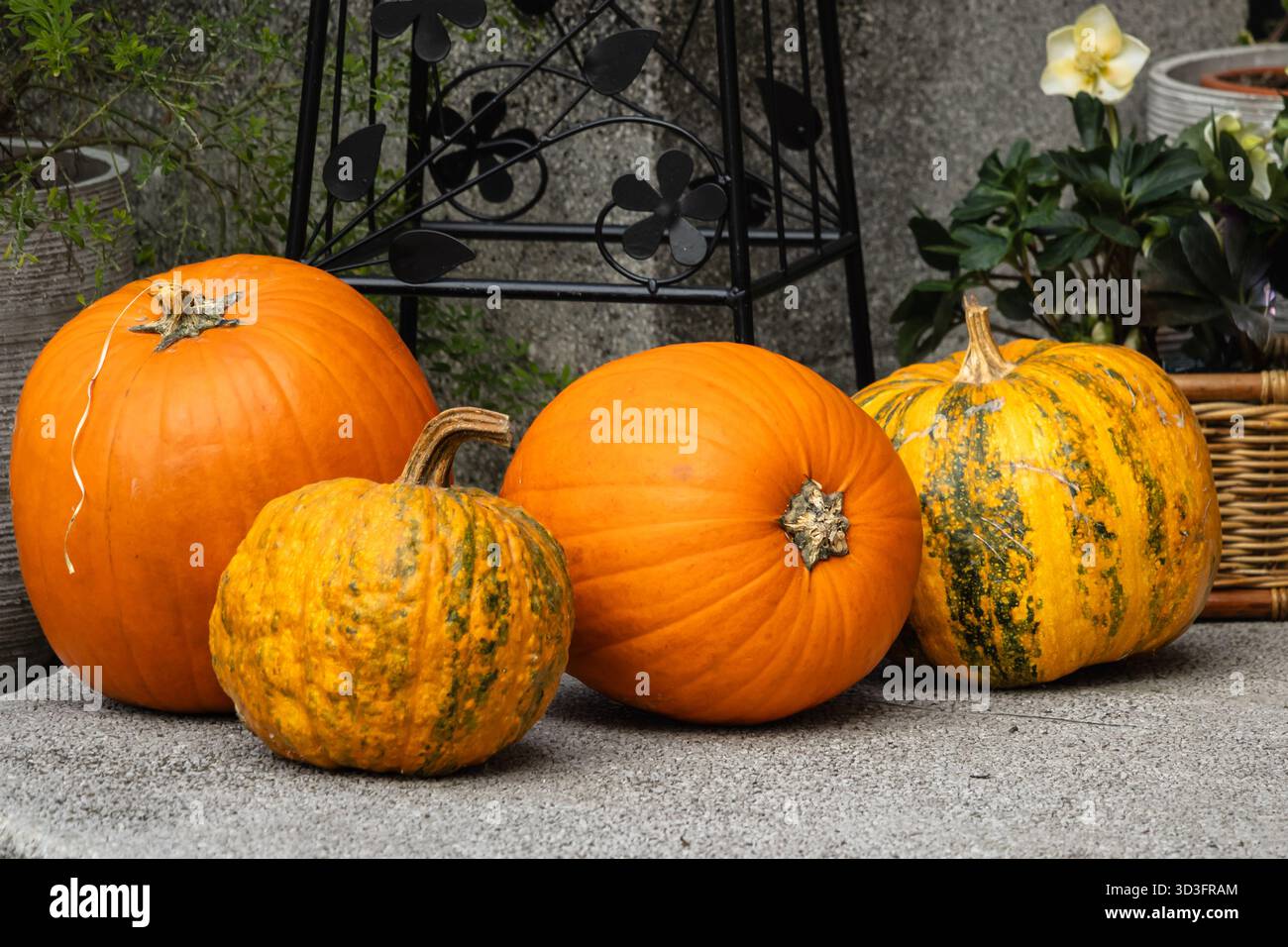 Four pumpkins hi-res stock photography and images - Alamy