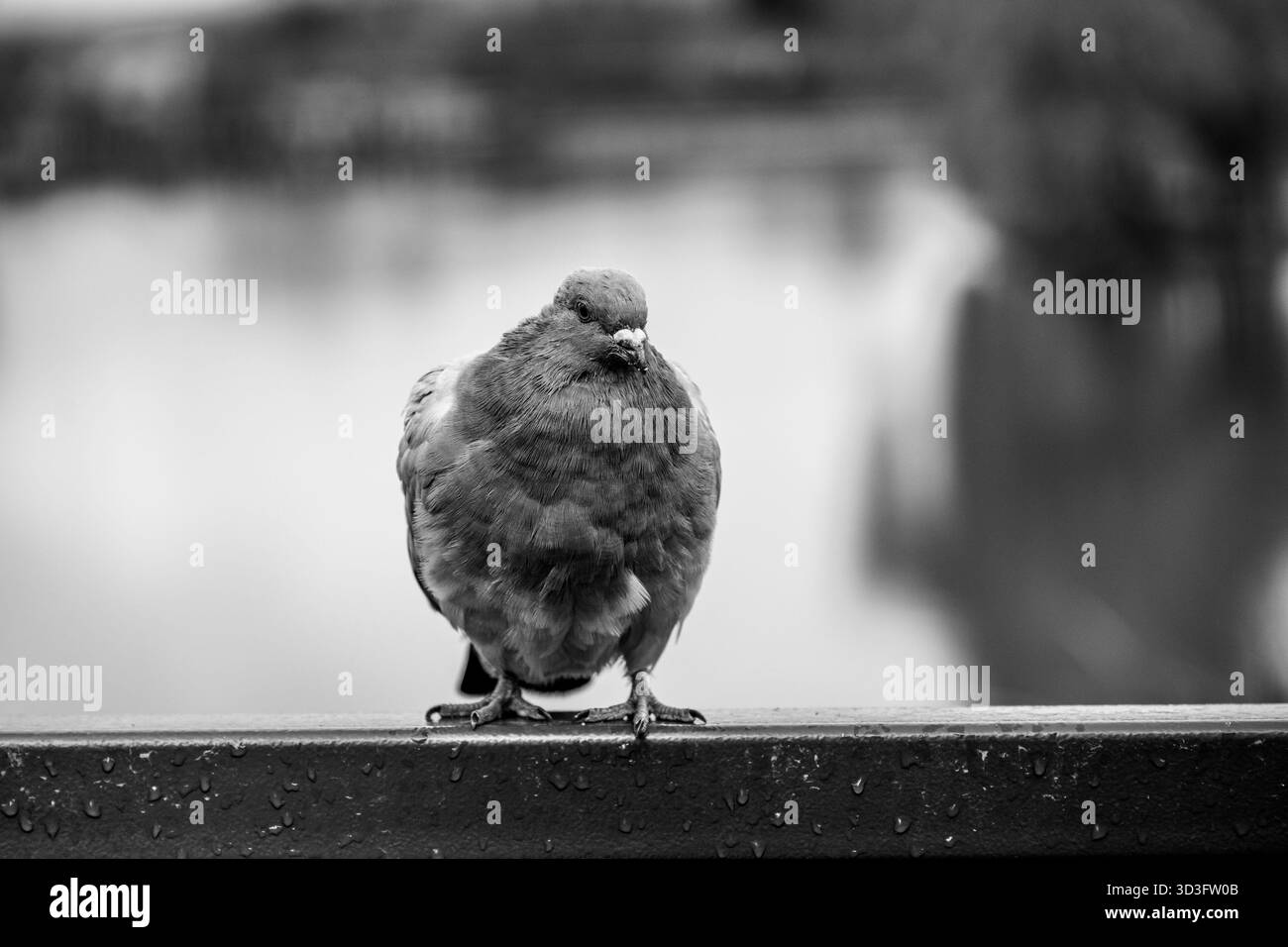 Peaceful water street Black and White Stock Photos & Images - Alamy