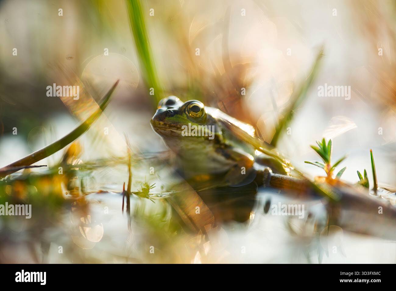 Common frog sits peacefully hi-res stock photography and images - Alamy