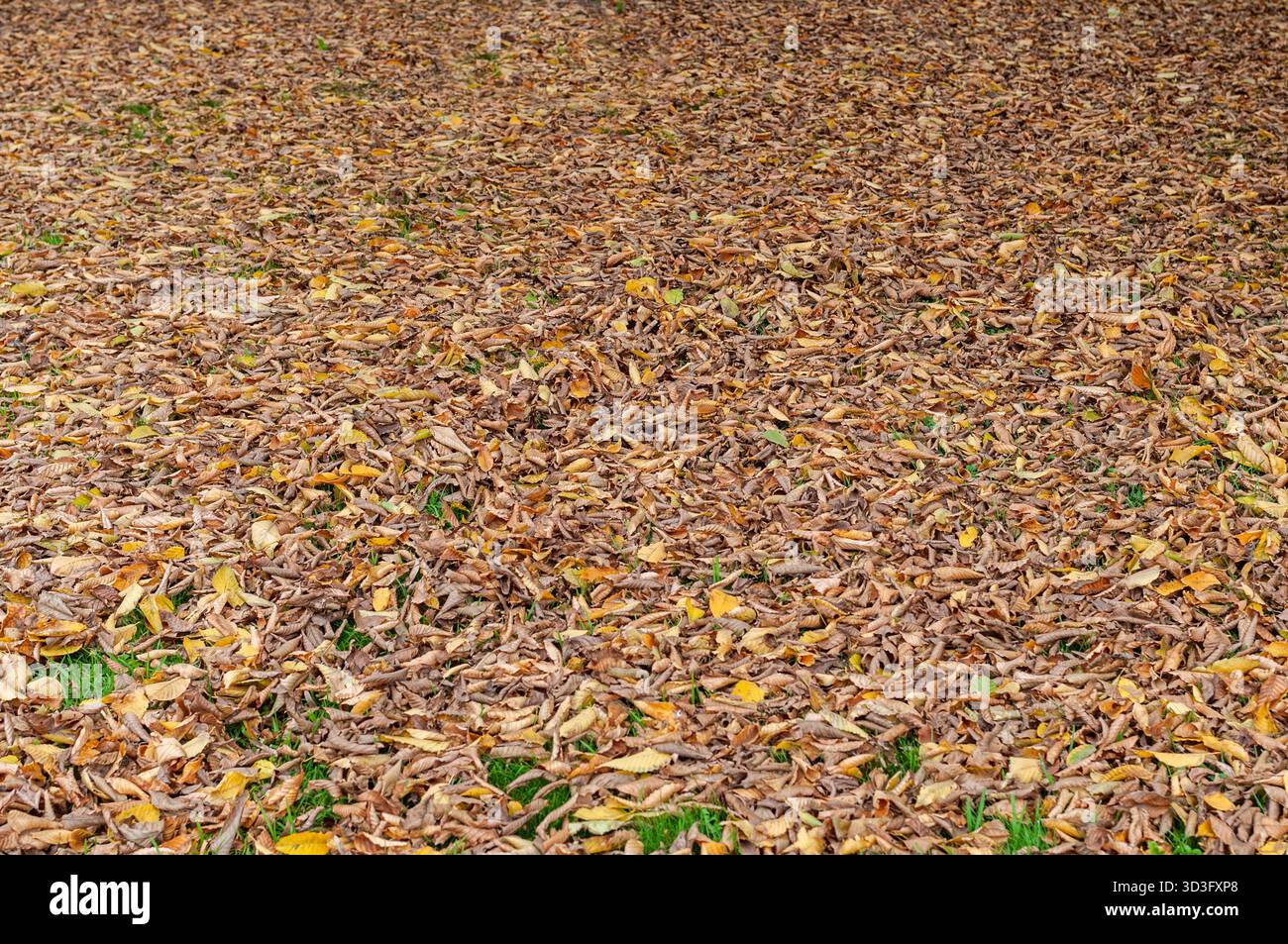 Golden and red autumn leaves covering forest floor during fall foliage ...