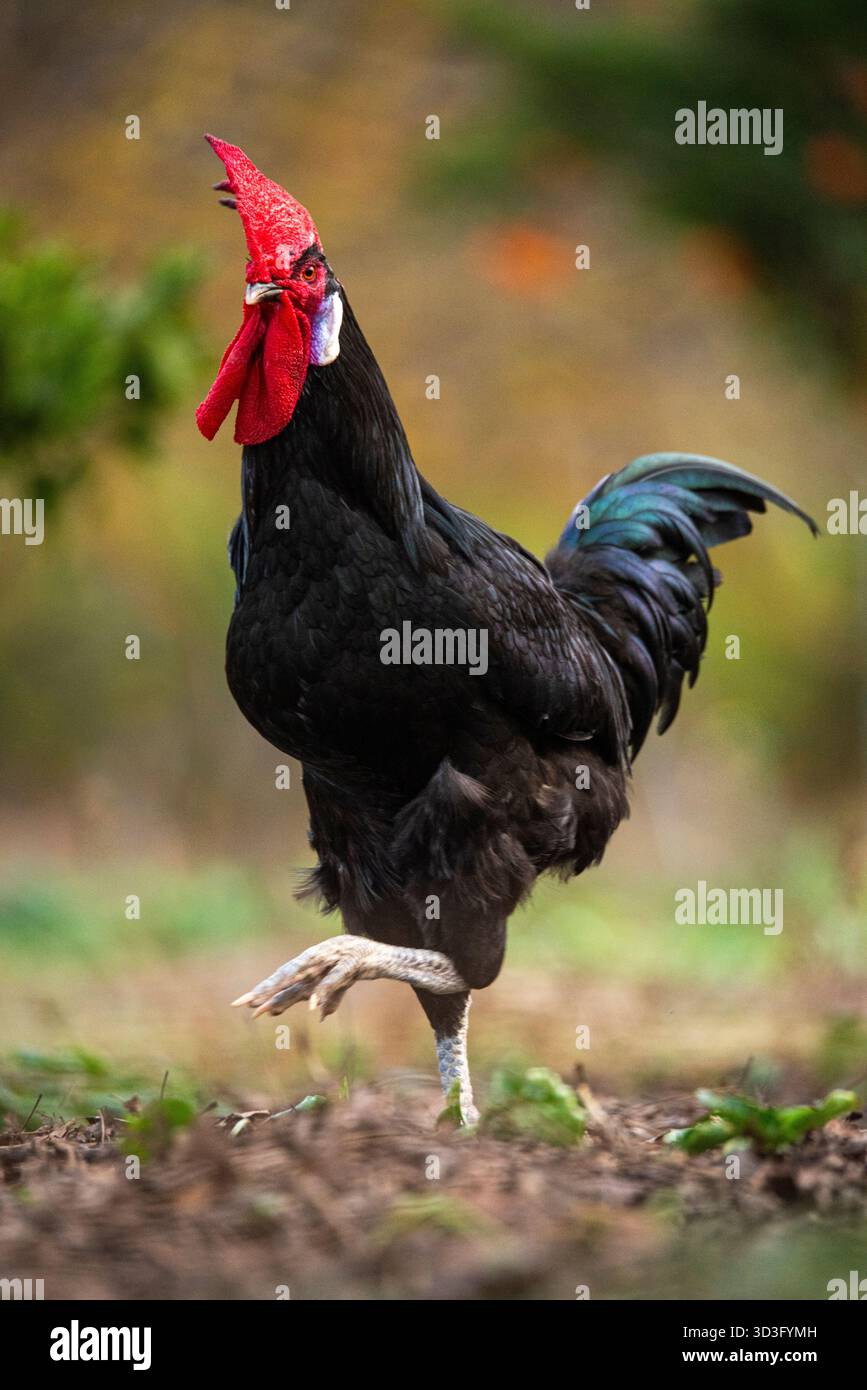 Side view majestic rooster vibrant hi-res stock photography and images ...