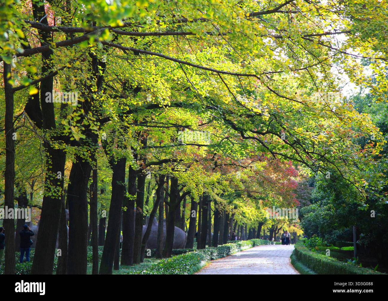 Tourists admire autumn scenery on Shixiang Road in Nanjing City, east ...