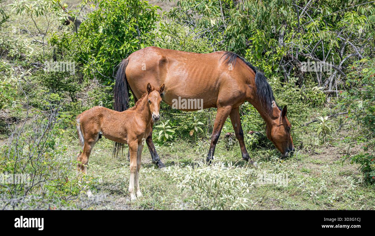 Image captures serene mare hi-res stock photography and images - Alamy