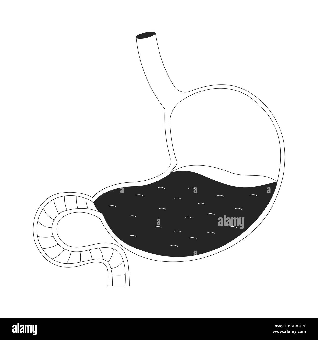 Abdomen with cross Cut Out Stock Images & Pictures - Alamy