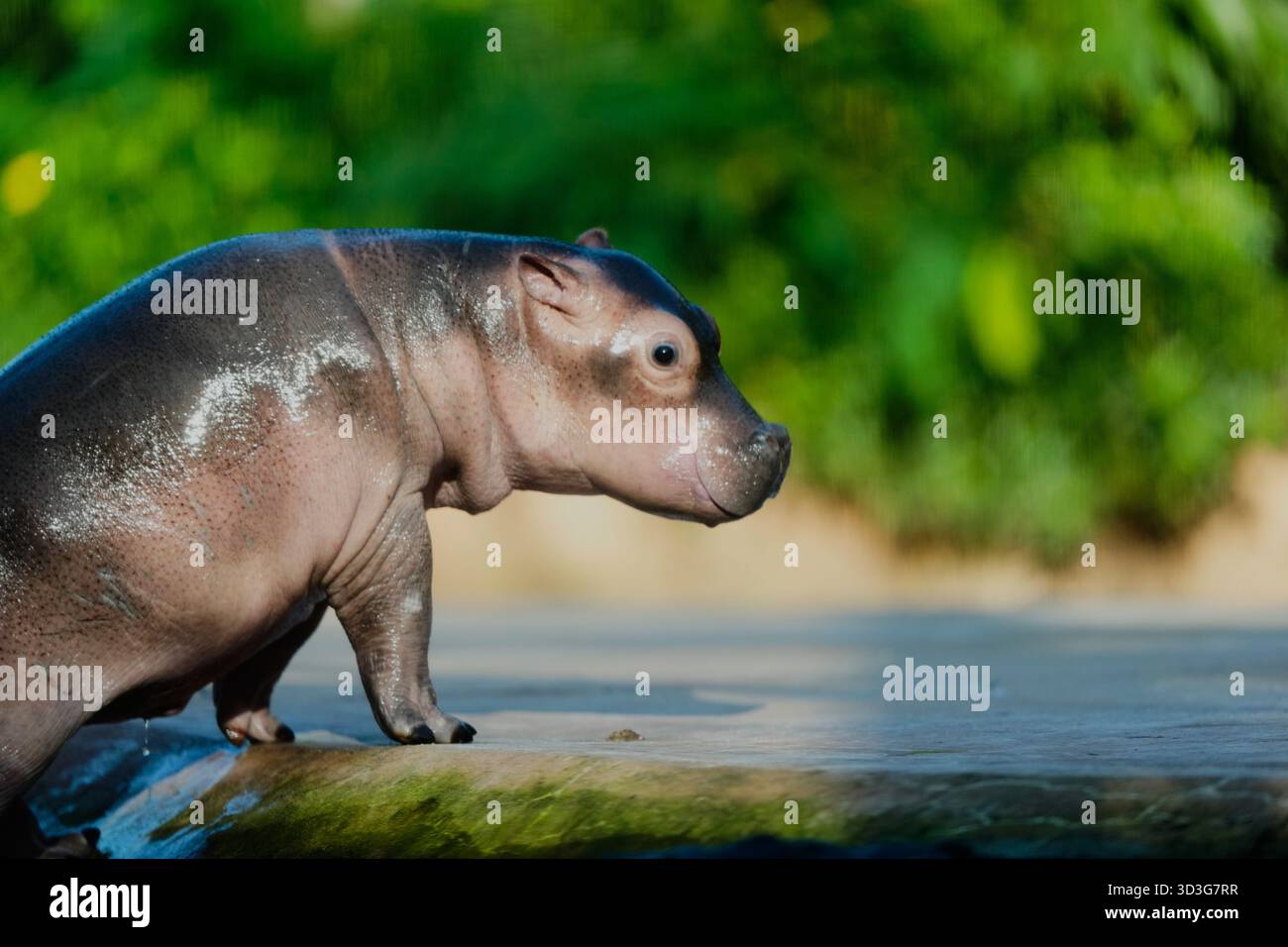A hippo calf, born in September, explores the large water basin for the ...