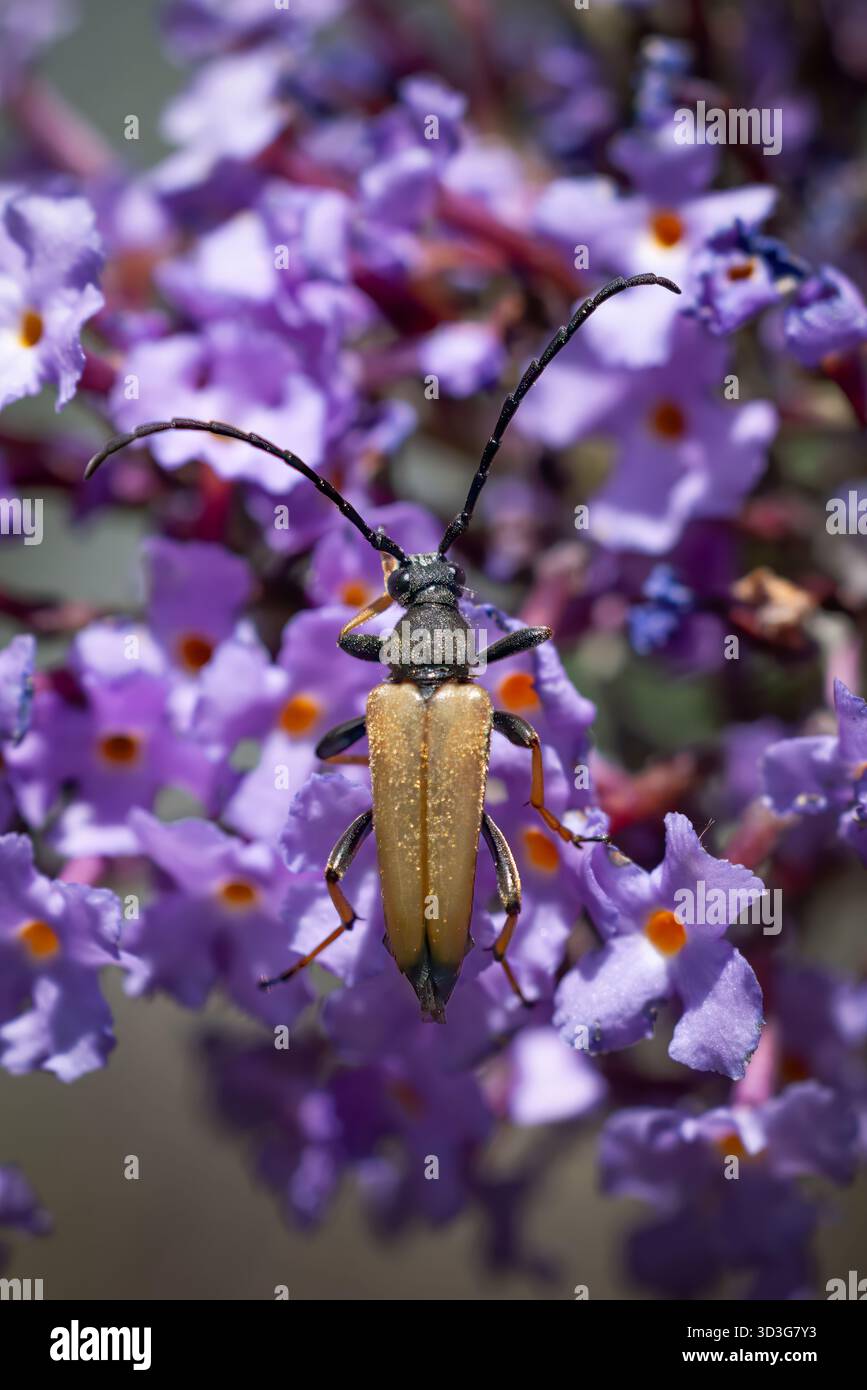 Cerambycidae head hi-res stock photography and images - Alamy