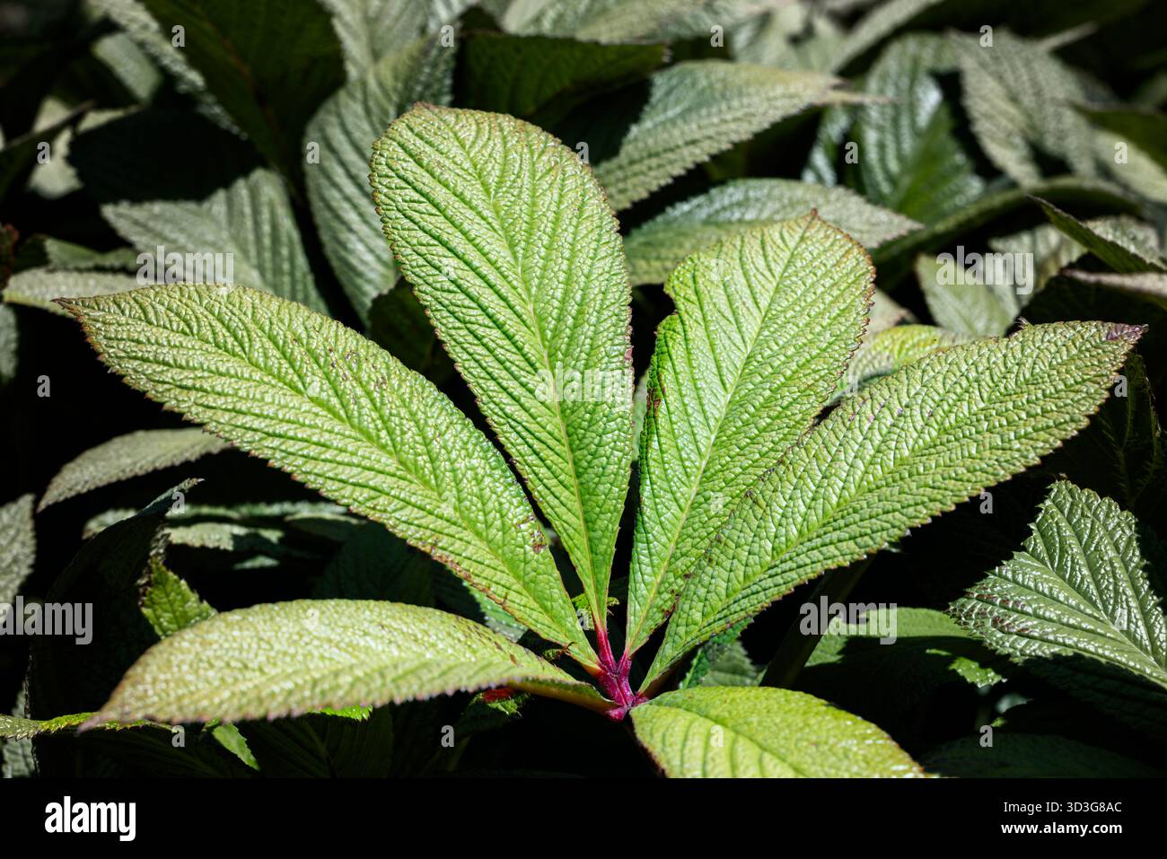 Foliage plant rodgersia hi-res stock photography and images - Alamy