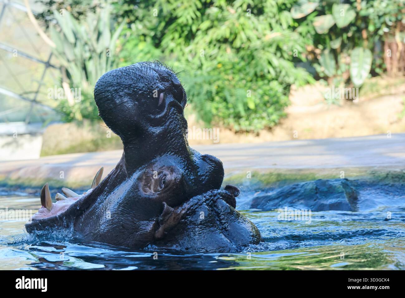 06 November 2025, Berlin: Mother hippo Nala yawns in the large water ...