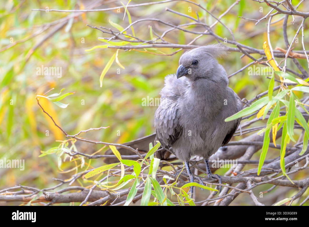 Grey go-away-bird (Corythaixoides concolor) perched in tree ...