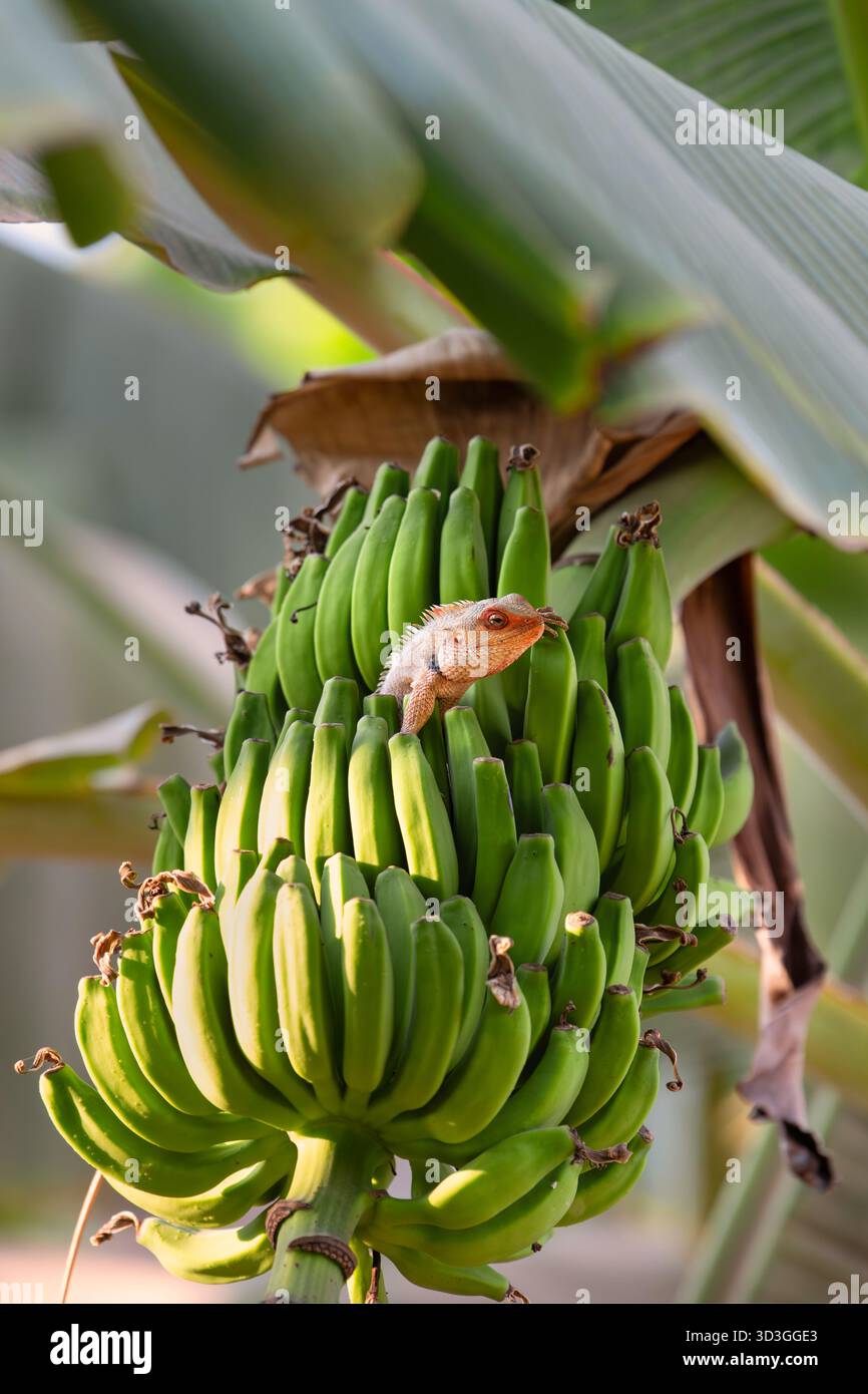 Indian Chameleon lizard sitting in bunch of bananas, wildlife and ...