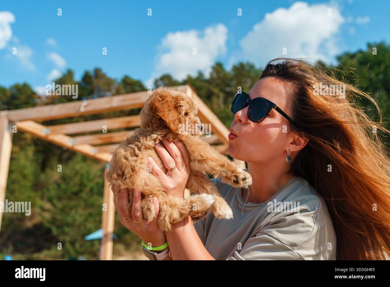 A young woman holds a puppy of a Cavapoo or Cockapoo breed dog on the ...