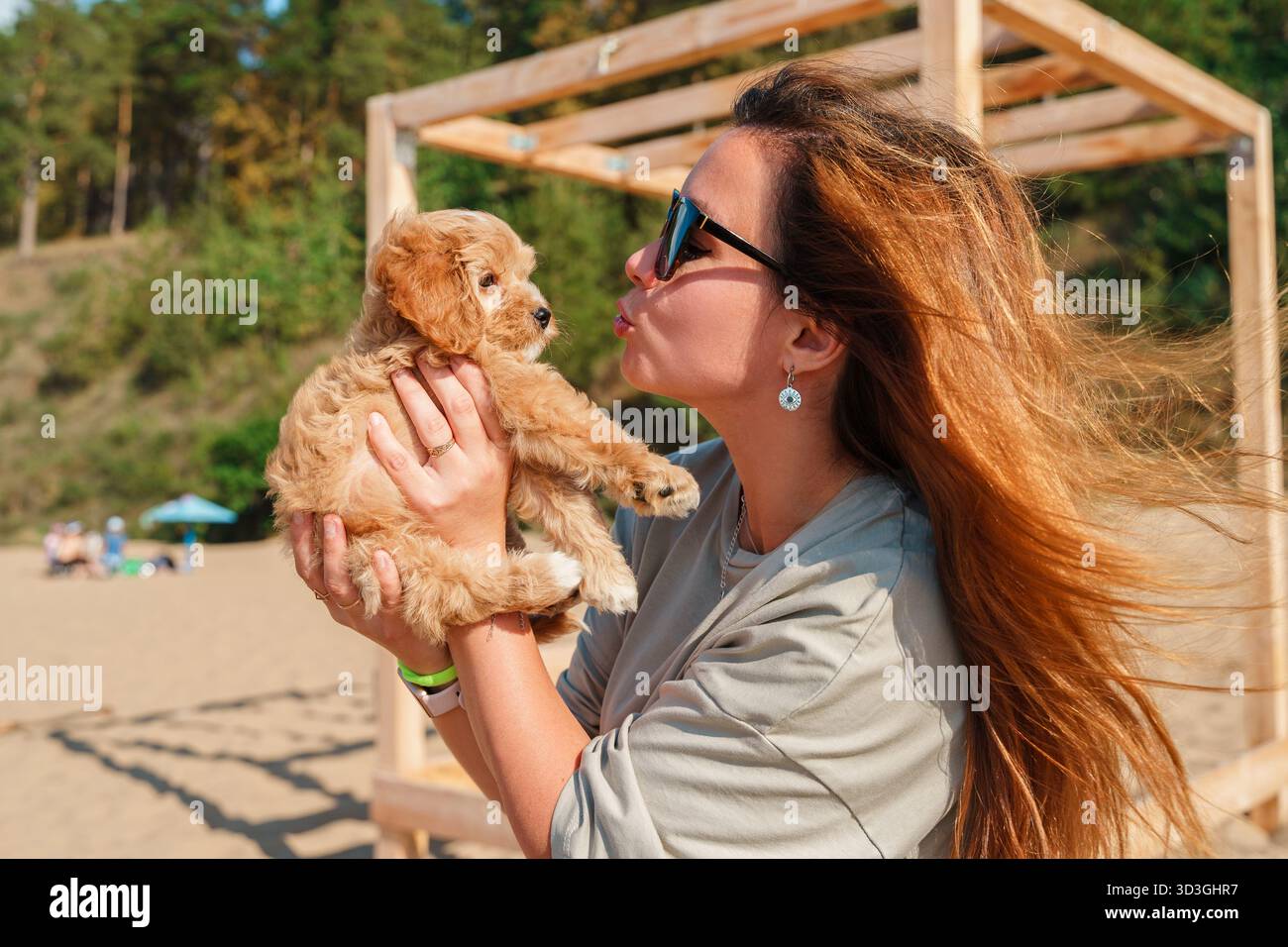 A young woman holds a puppy of a Cavapoo or Cockapoo breed dog on the ...