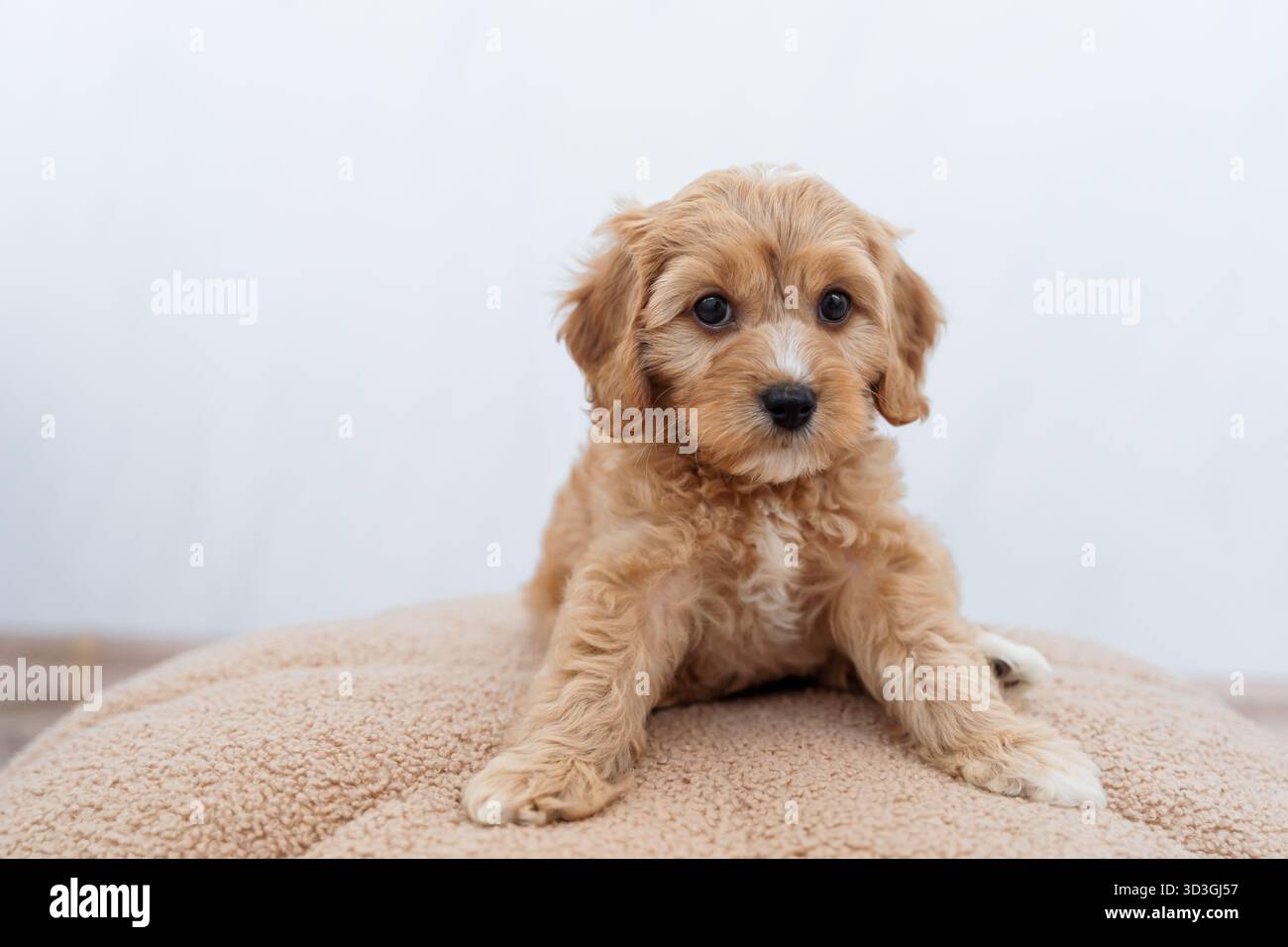 A puppy of a Cavapoo or Cockapoo breed dog at home. Portrait of a ...