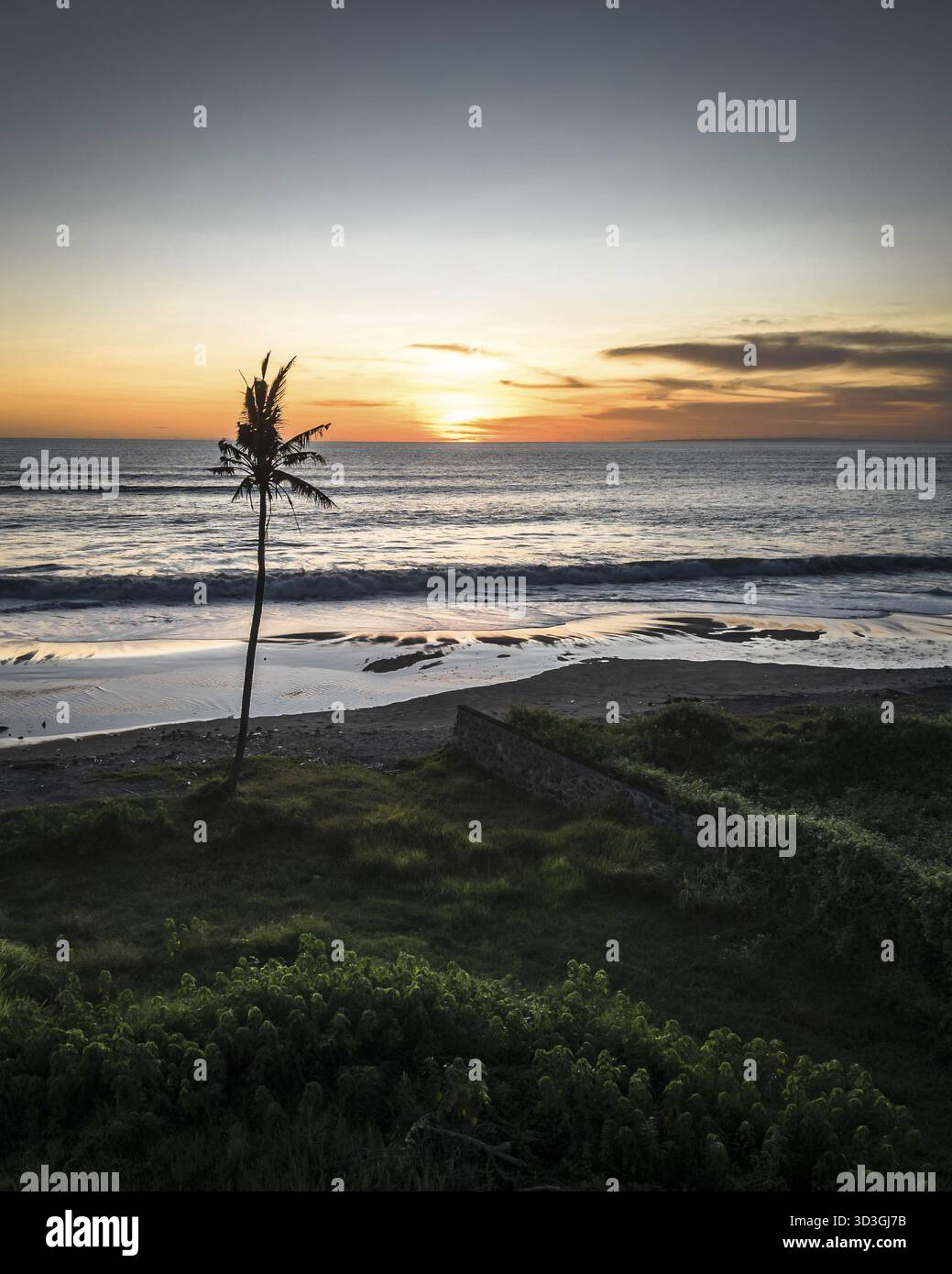 Aerial view lone palm tree hi-res stock photography and images - Alamy