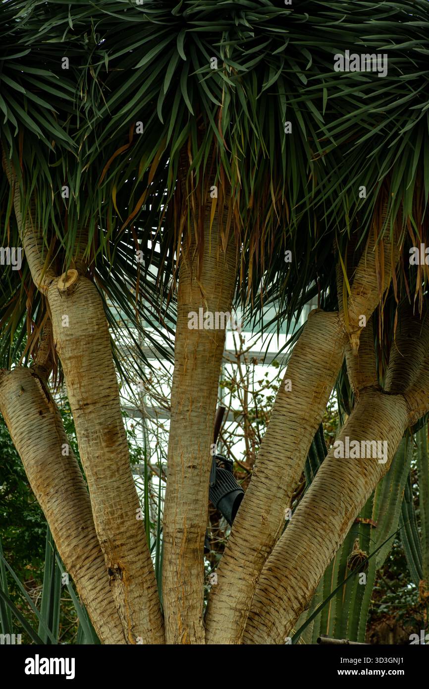 Lush green long leaves on trunk Cordyline australis, commonly known as ...