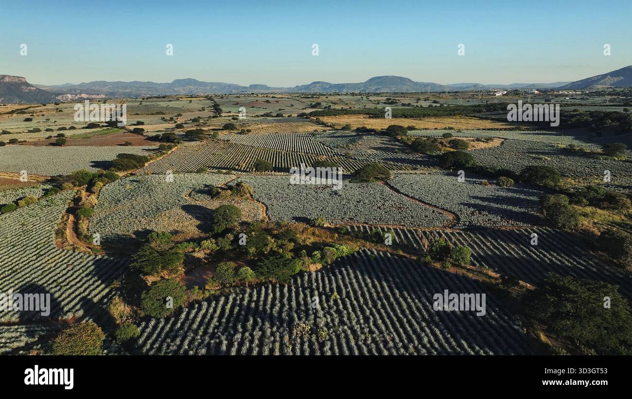 Aerial view of the agave fields stretch out in orderly rows, a ...