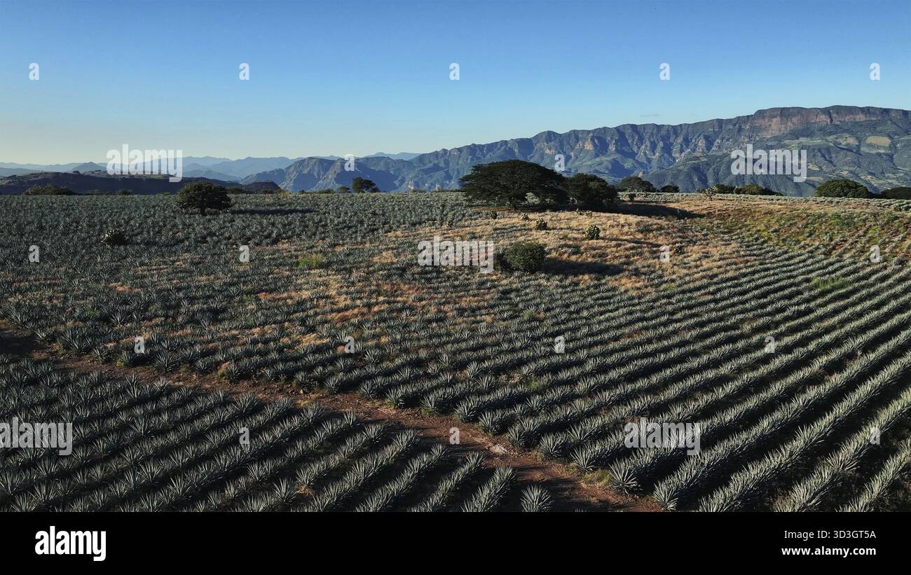 Aerial view of rows of agave plants stretching towards distant ...