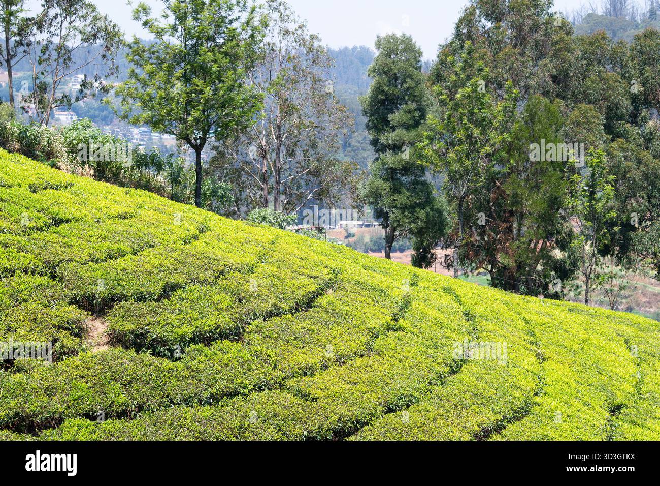 Tea Growing Area Ooty, India, Fields In Udagamandalam, Tamil Nadu ...